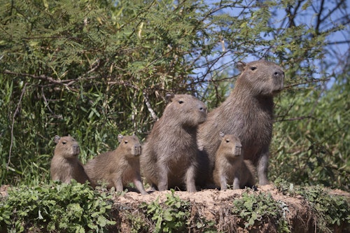 Capybara photo by Cheesemans’ Ecology Safaris - Cheesemans Ecology Safaris