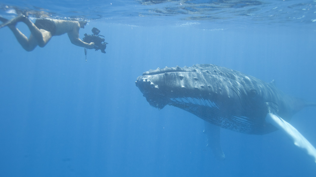 underwater_encounter5 - Cheesemans Ecology Safaris