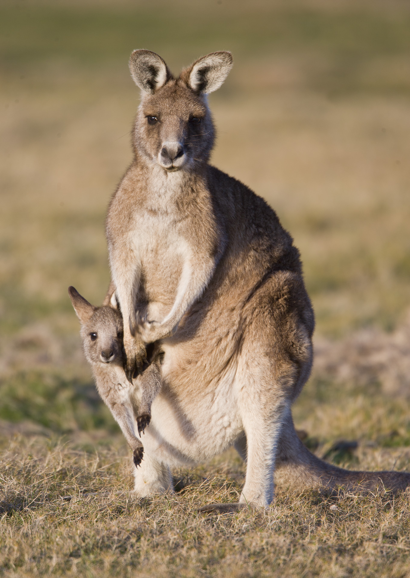 - Cheesemans Ecology Safaris