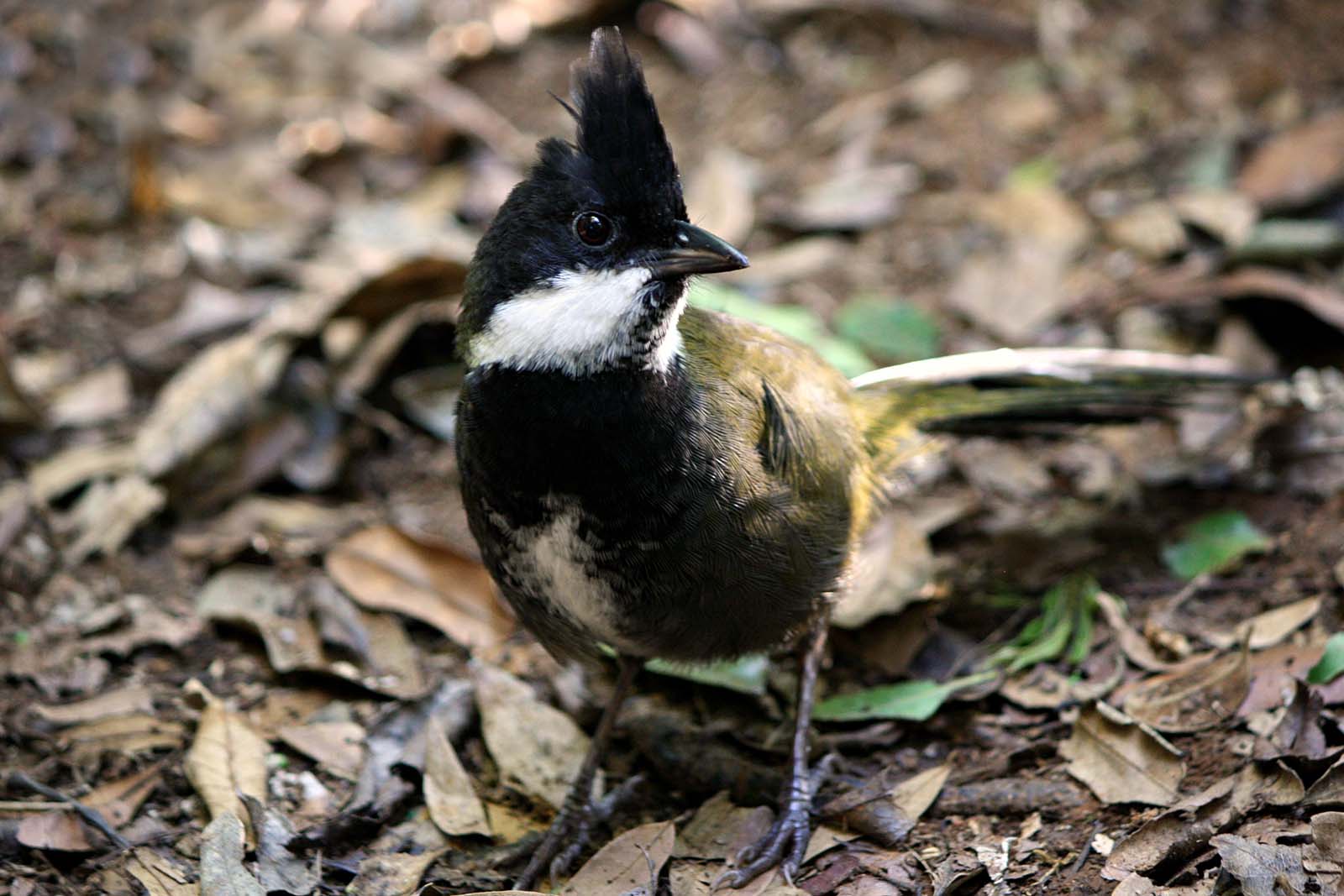 Southern-Australia_Eastern-Whipbird_Cat-Davidson_WEB - Cheesemans ...