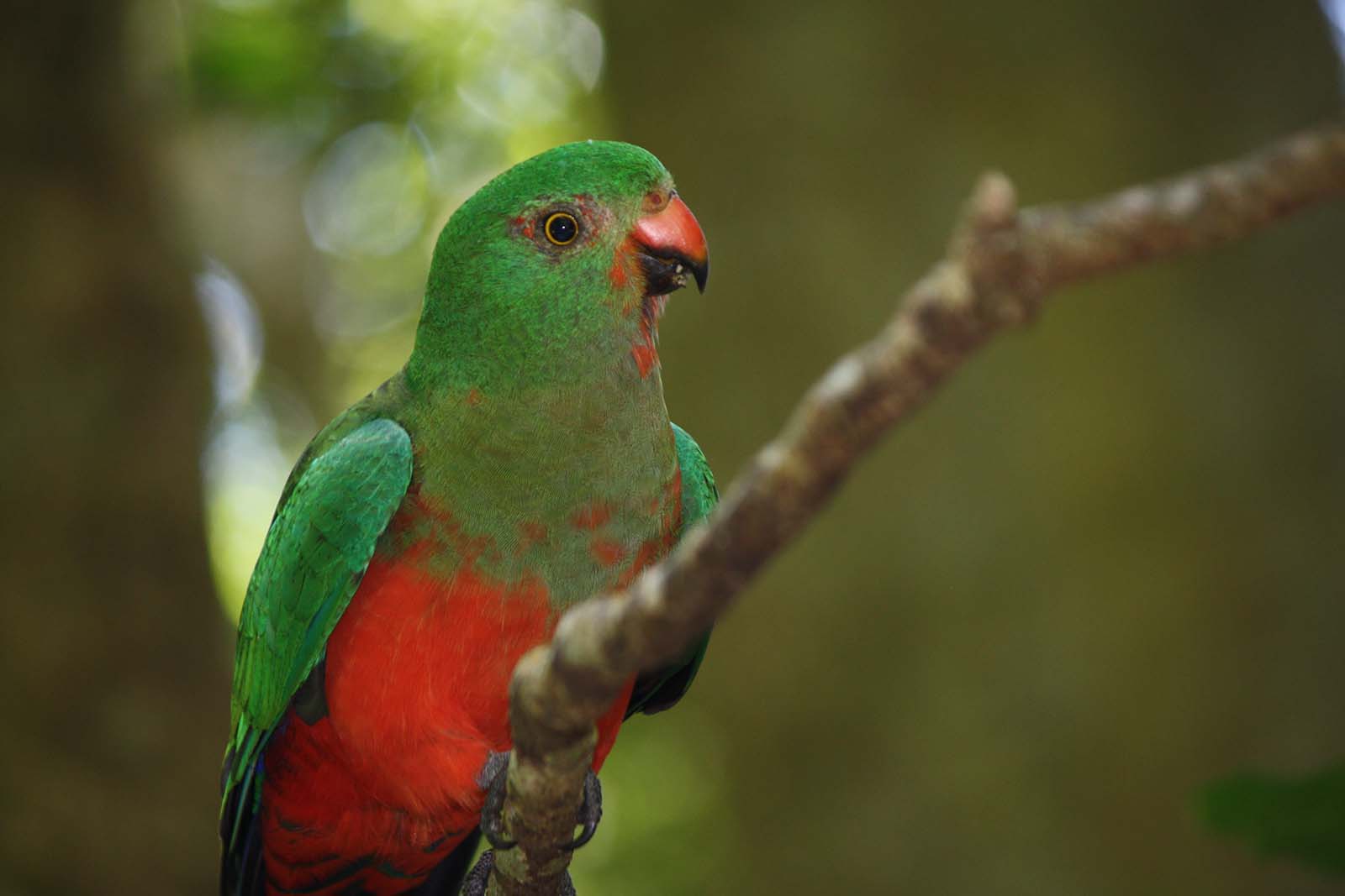 Southern-Australia_King-Parrot_Cat-Davidson_WEB - Cheesemans Ecology ...