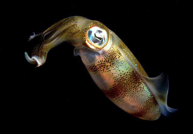 Solomon Islands_squid_WEB - Cheesemans Ecology Safaris