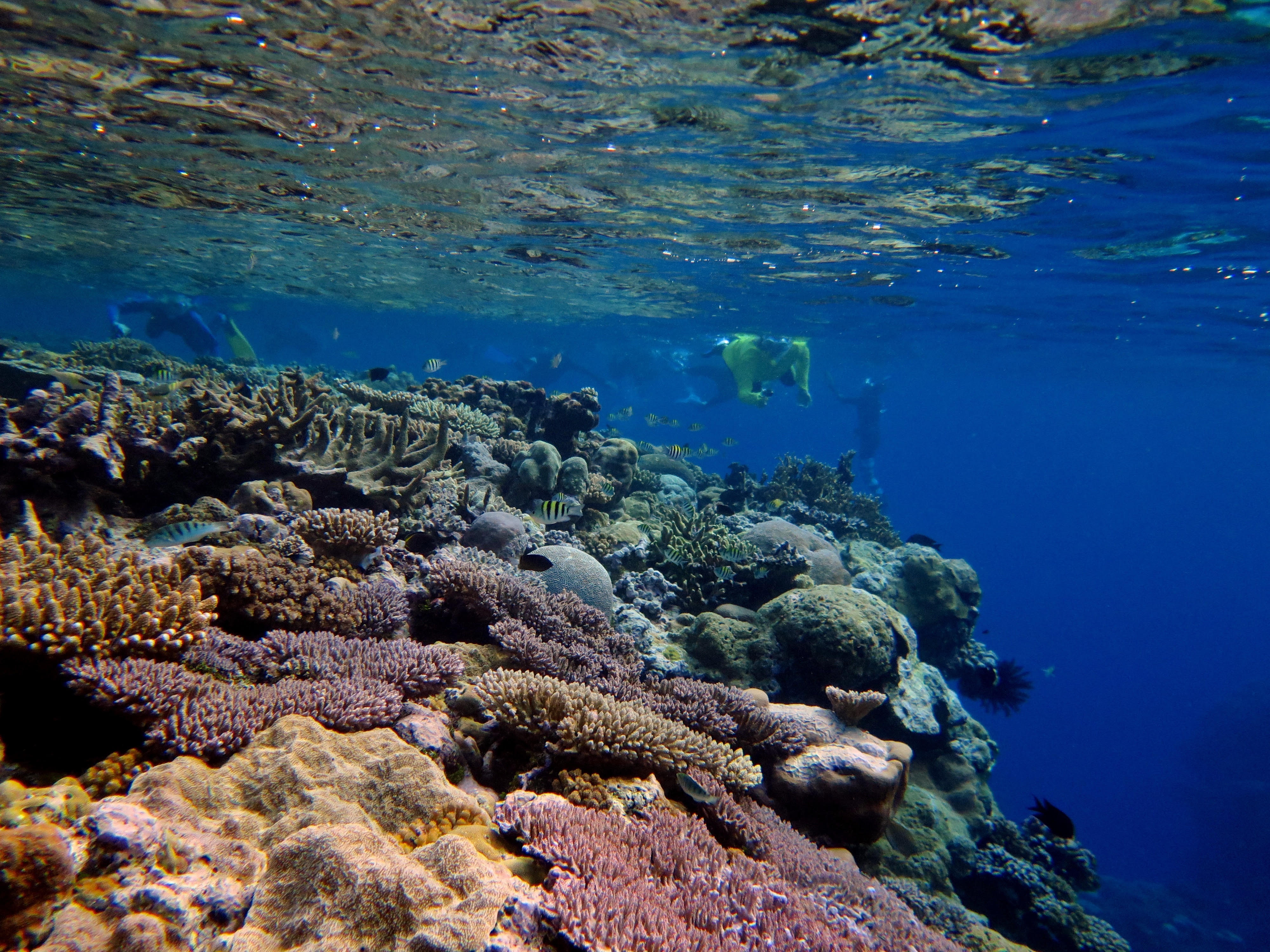 Solomon Islands_hard coral_Oceanic Society_WEB - Cheesemans Ecology Safaris