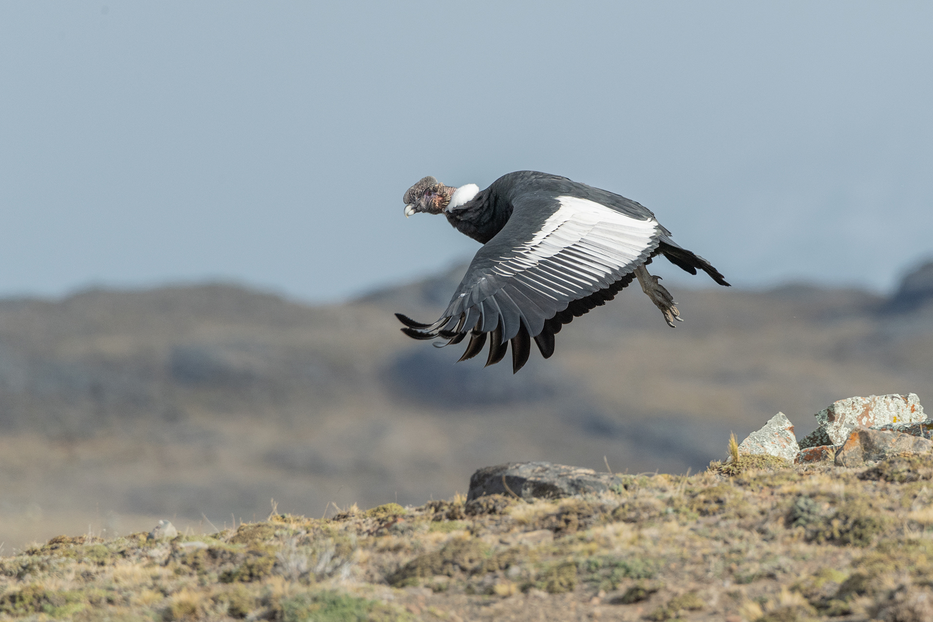 Chile_Andean-condor_Jorge-Valenzuela - Cheesemans Ecology Safaris