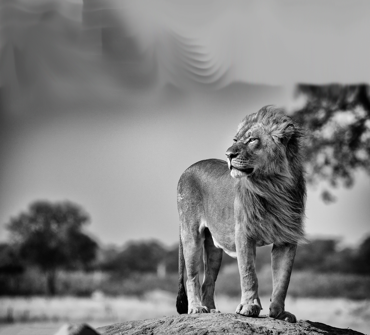 Lion © Scott Davis - Cheesemans Ecology Safaris
