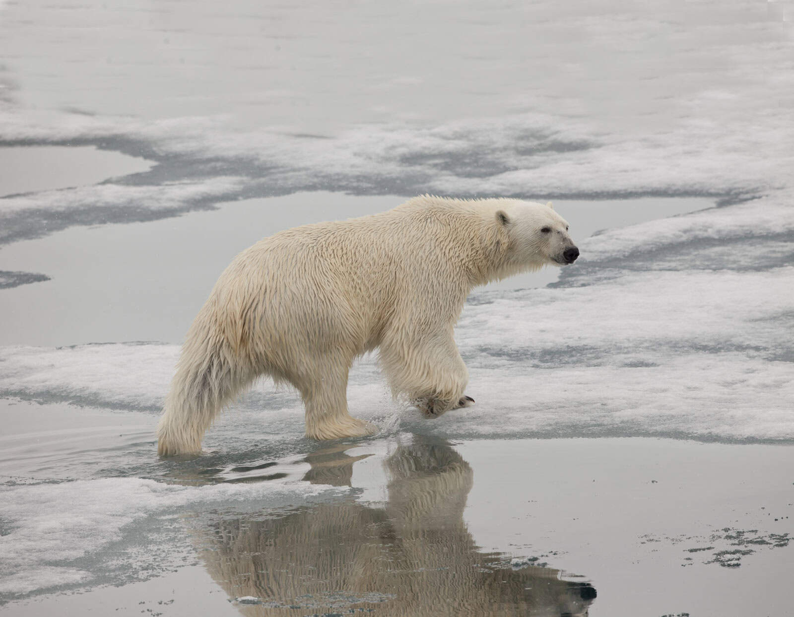 Arctic Wildlife Tours – Polar Bears, Ice, and Northern Landscapes