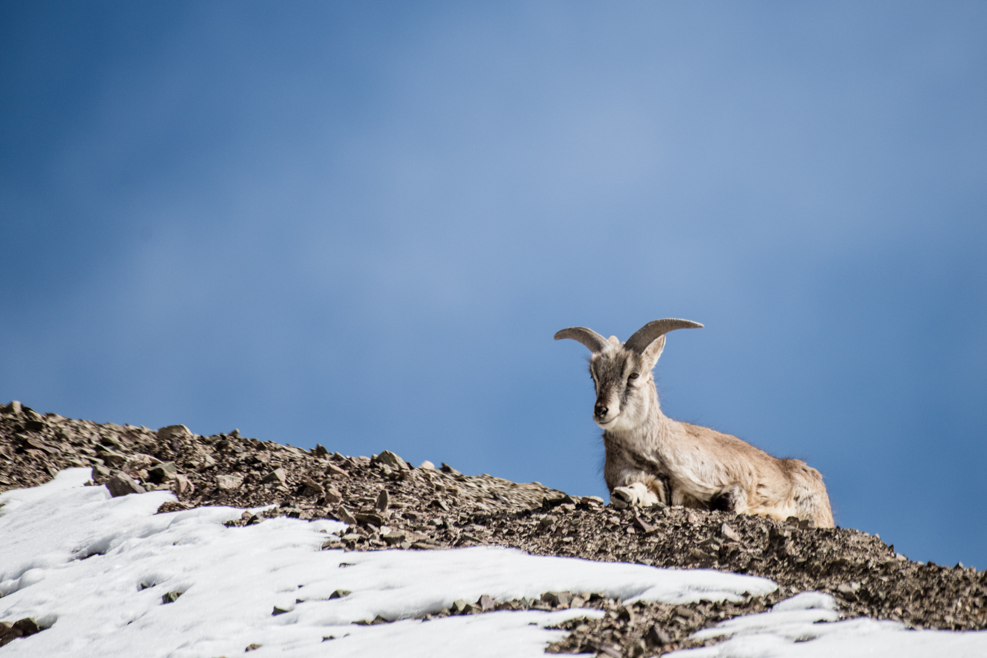 Blue Sheep © Behzad Larry - Cheesemans Ecology Safaris