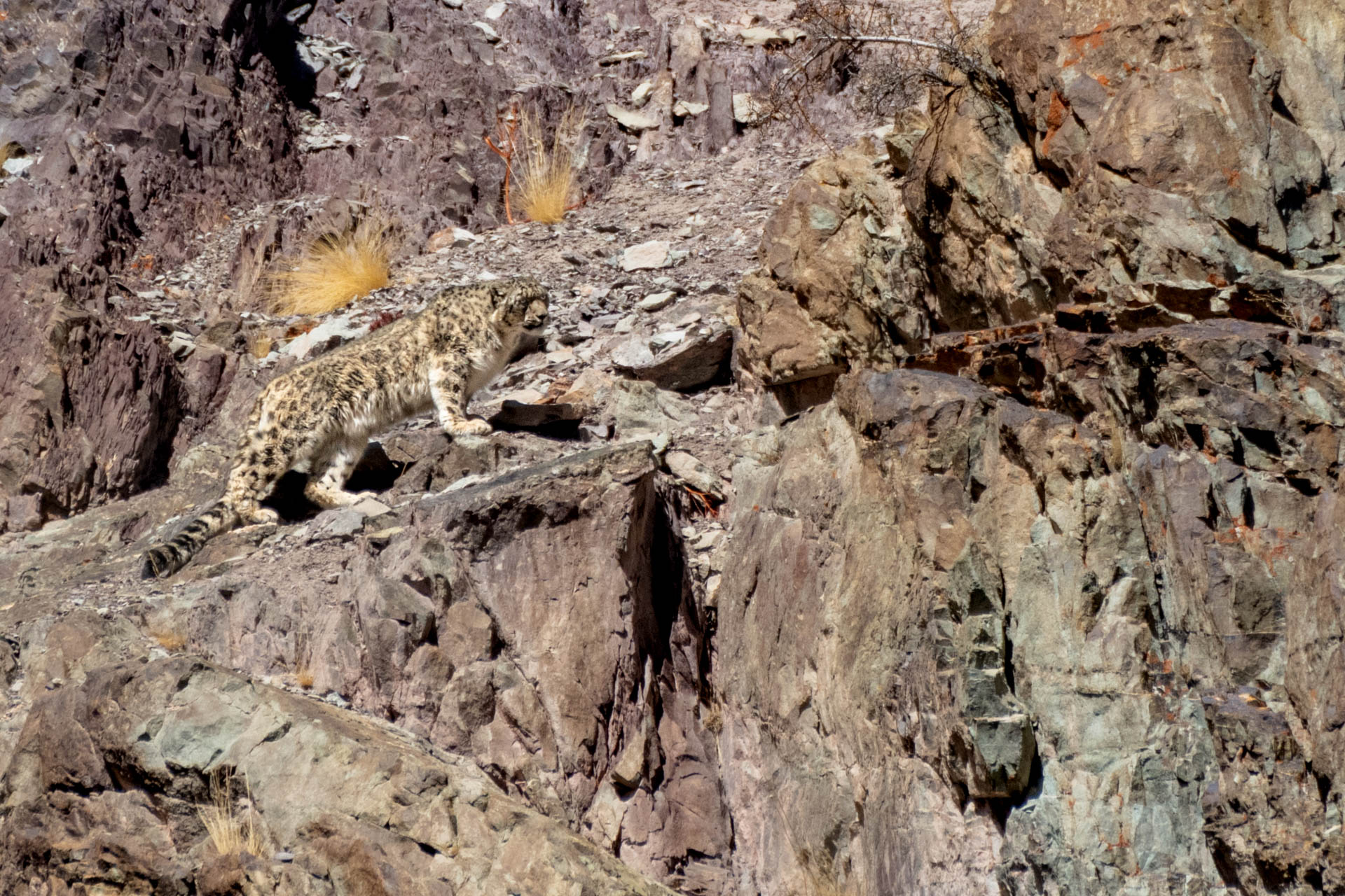 Snow Leopard © Behzad Larry - Cheesemans Ecology Safaris