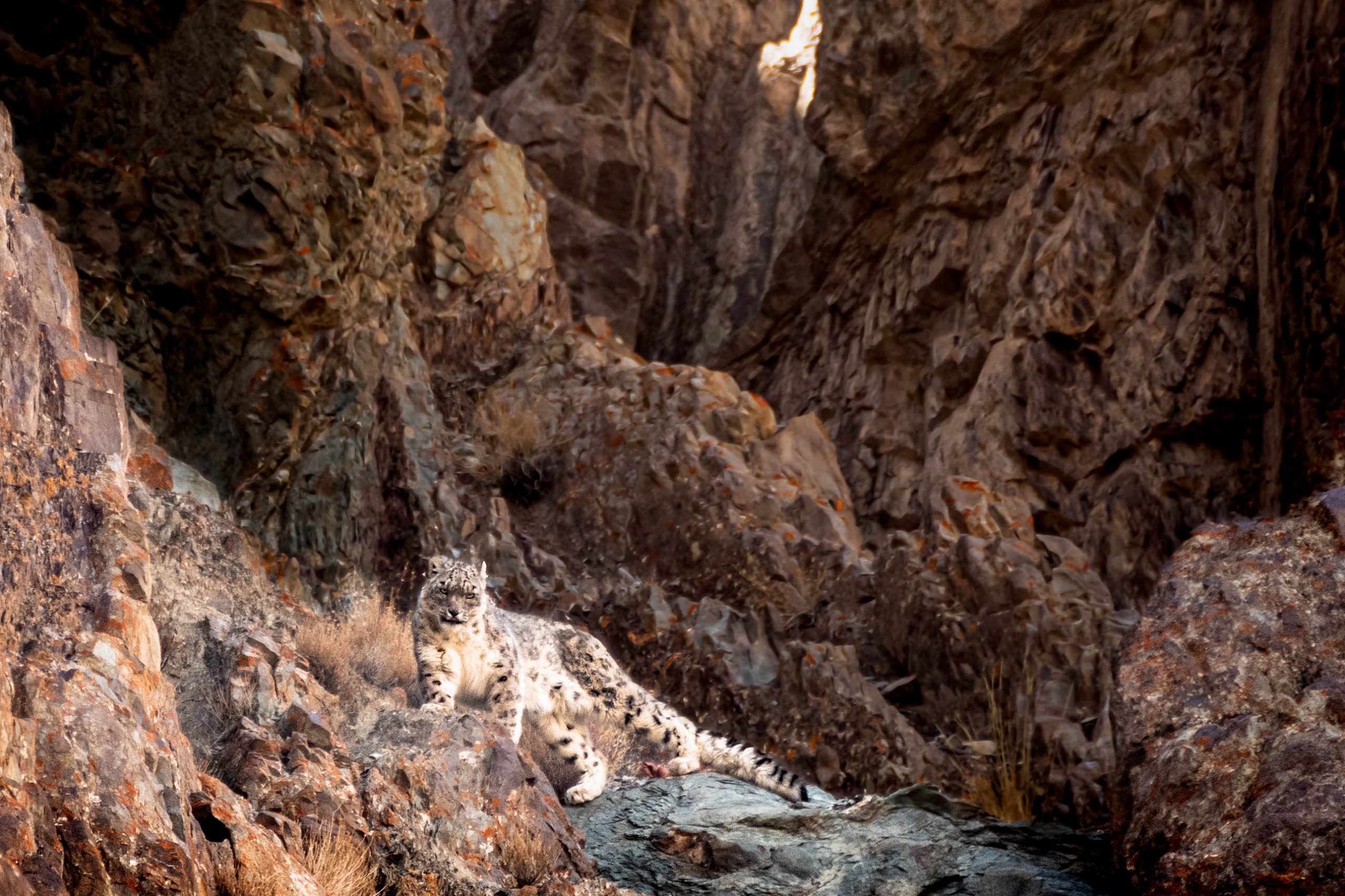 snowleopard005 - Cheesemans Ecology Safaris