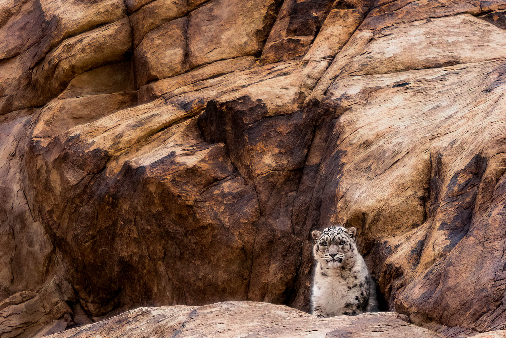 Snow Leopard © Behzad Larry - Cheesemans Ecology Safaris