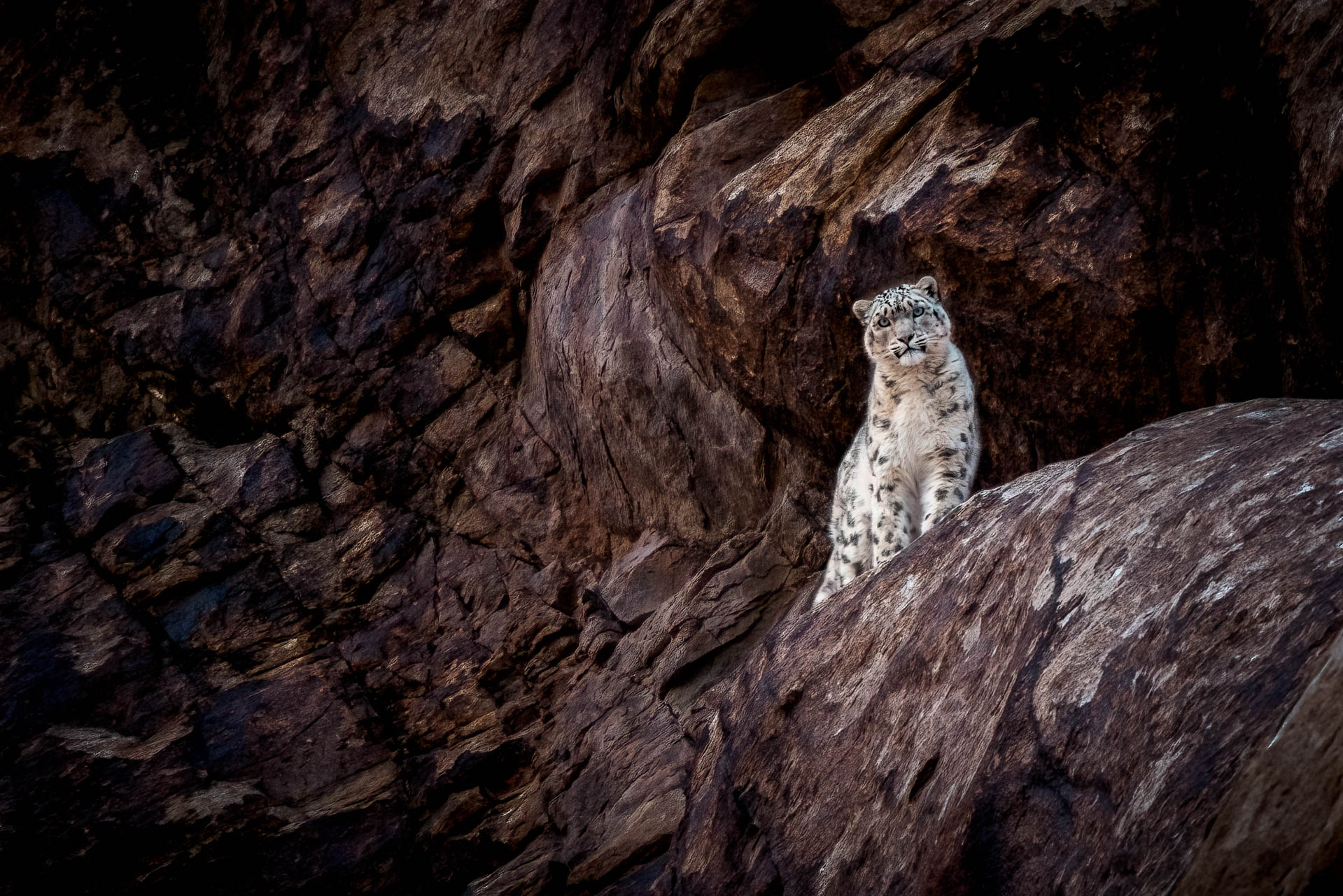snowleopard009 - Cheesemans Ecology Safaris