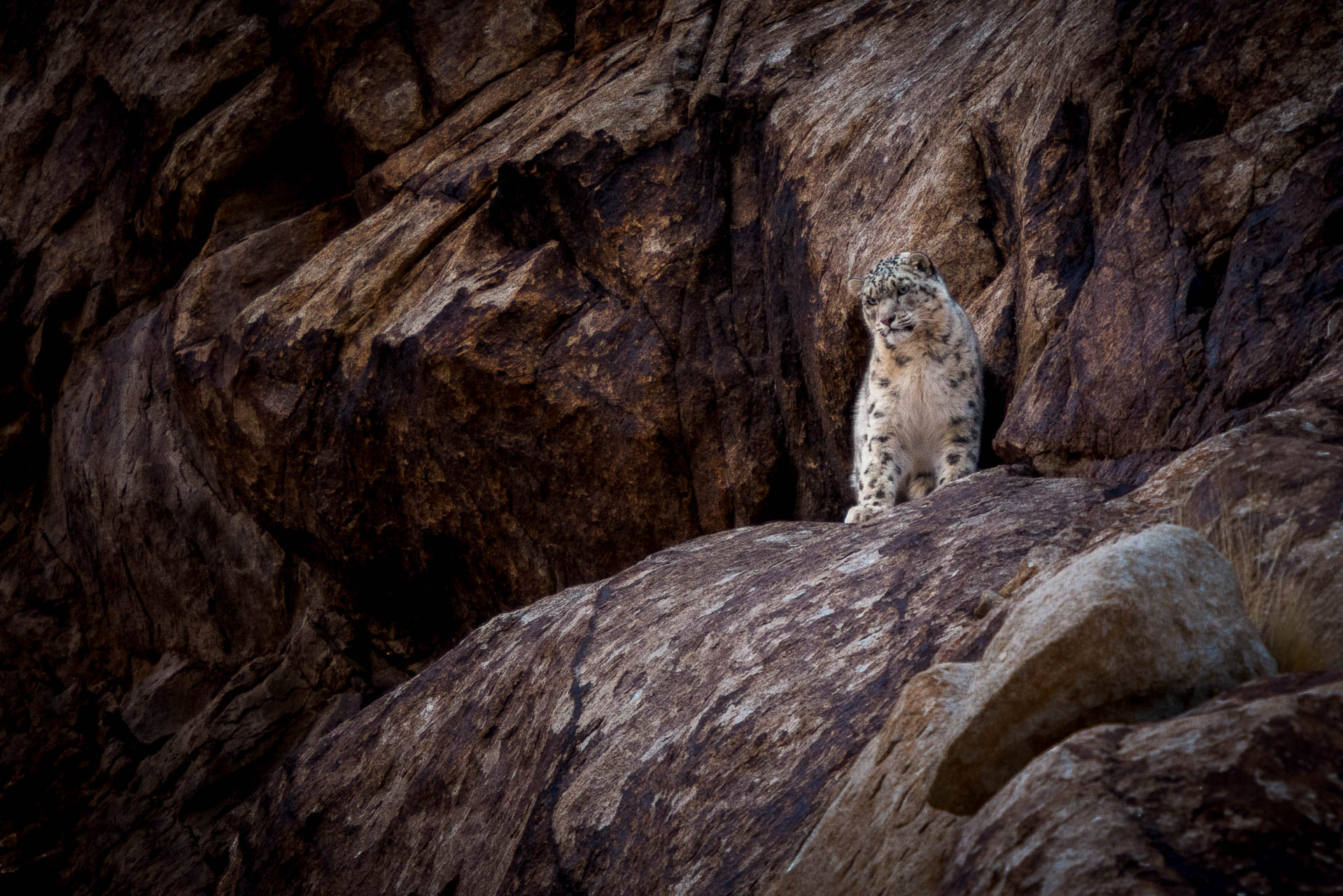 Snow Leopard © Behzad Larry - Cheesemans Ecology Safaris