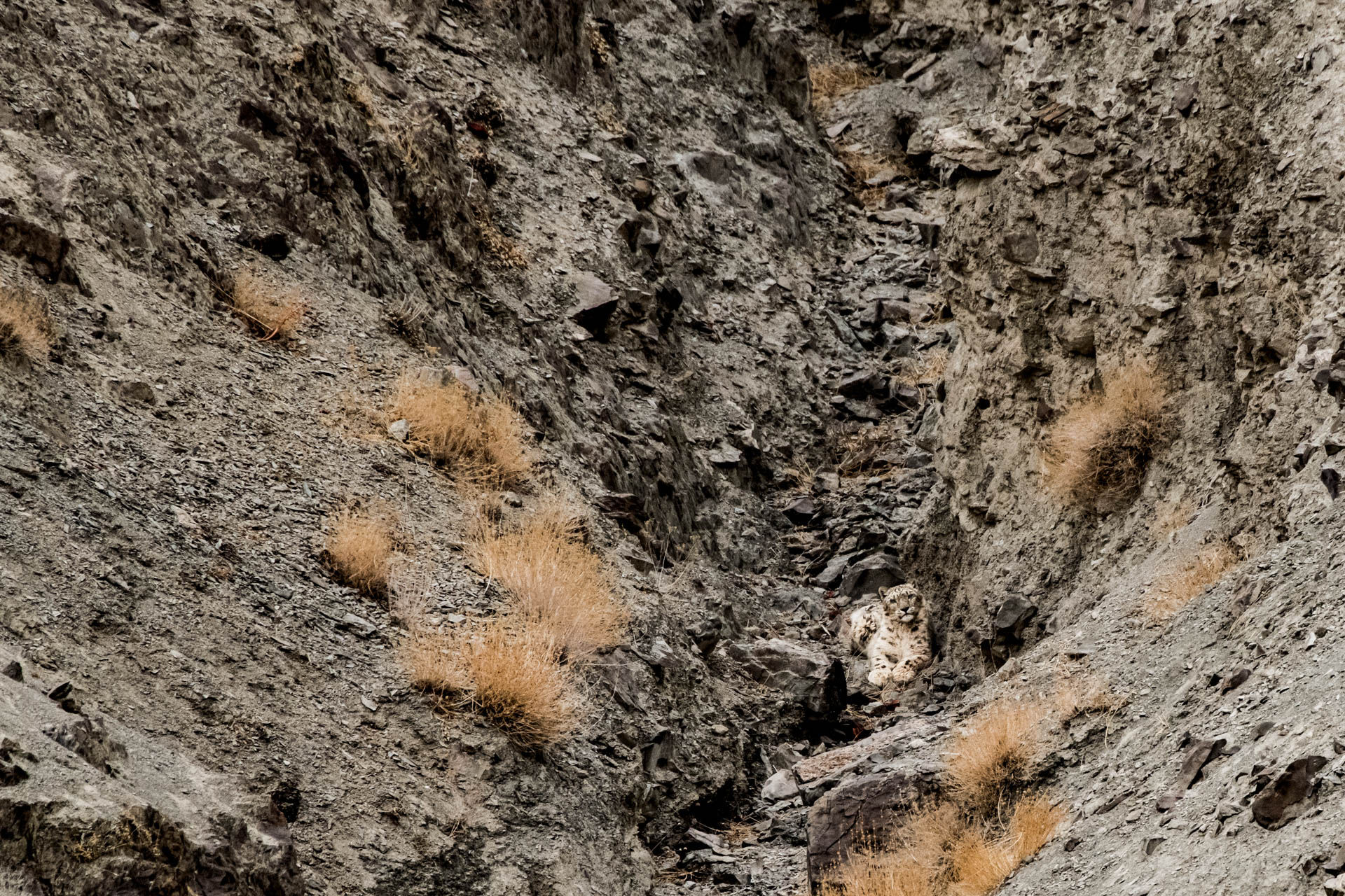Snow Leopard © Behzad Larry - Cheesemans Ecology Safaris