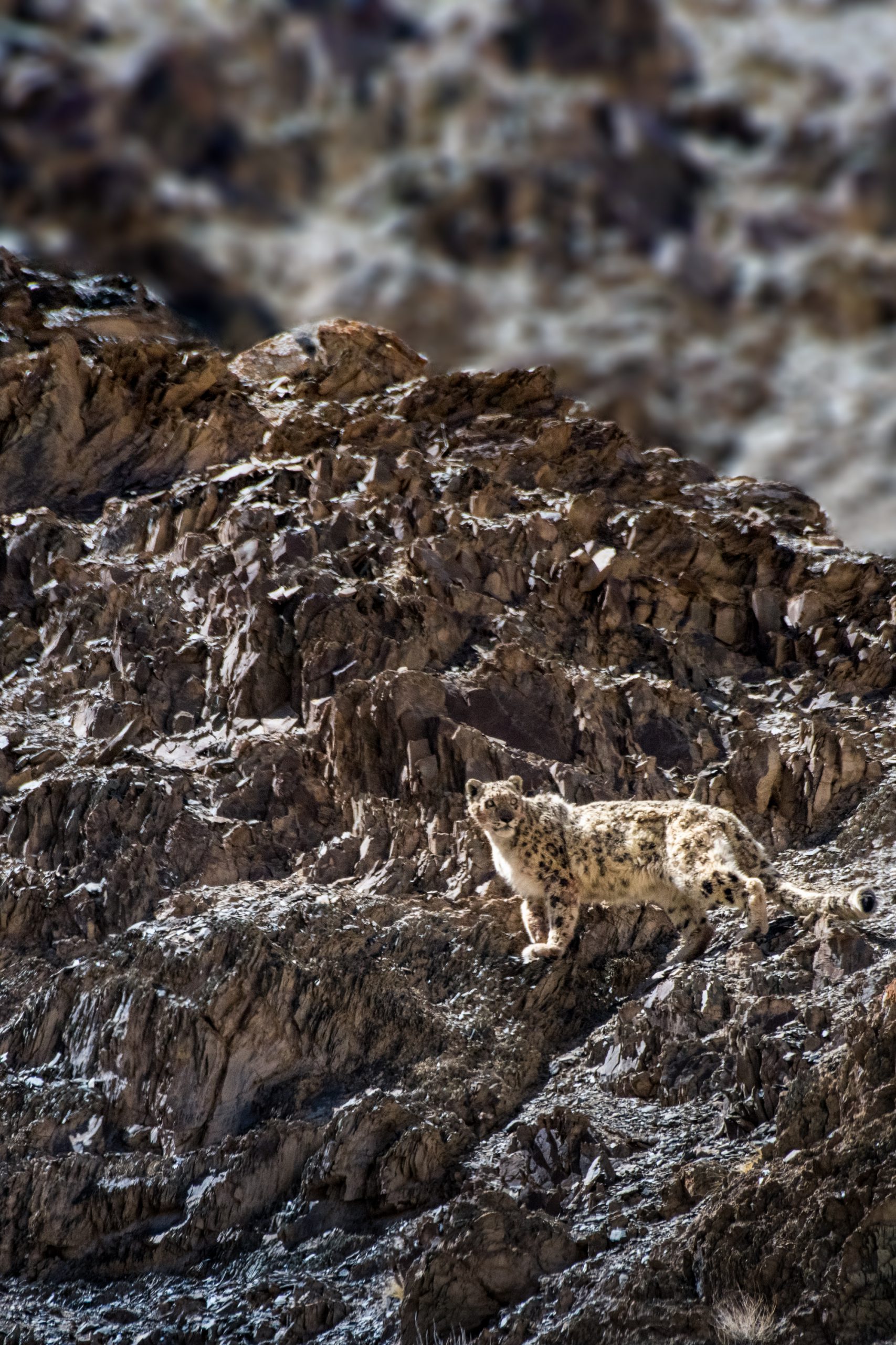 Snow Leopard © Behzad Larry - Cheesemans Ecology Safaris
