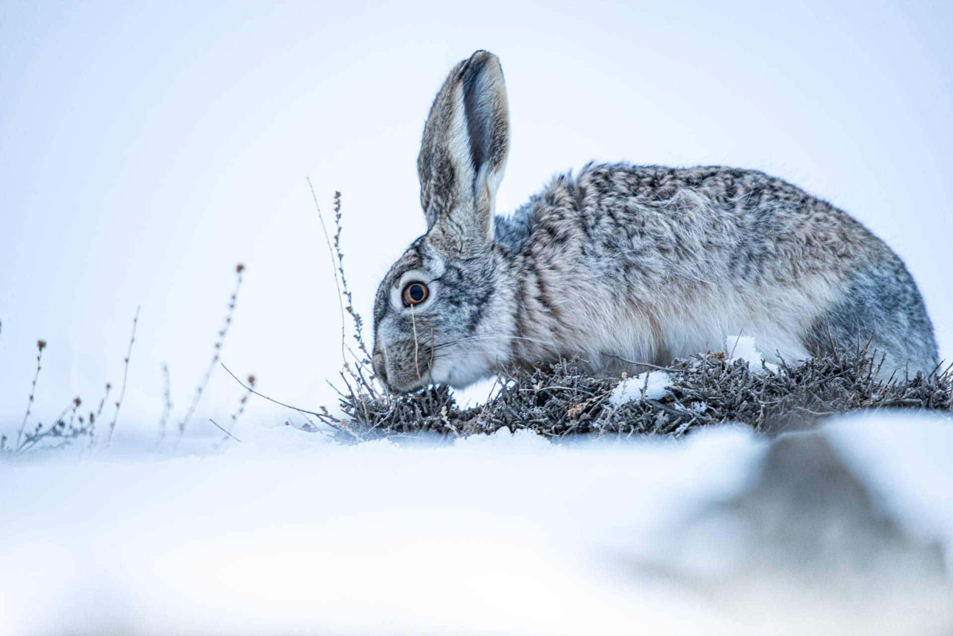 Wooly Hare Behzad Larry Cheesemans Ecology Safaris