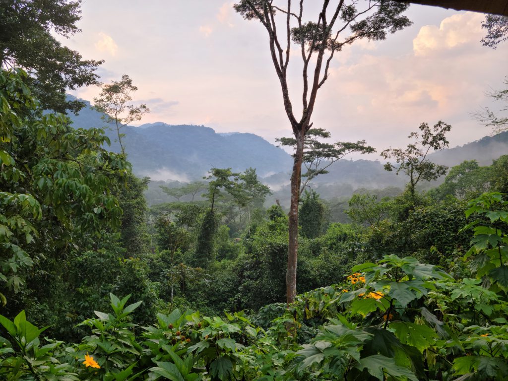 Ecotourism and Conservation in Uganda | Cheesemans’