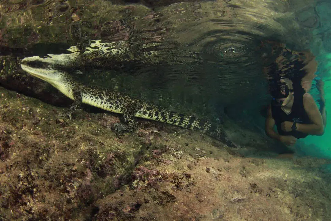 Salt Water Crocodile © Ron Leidich - Cheesemans Ecology Safaris