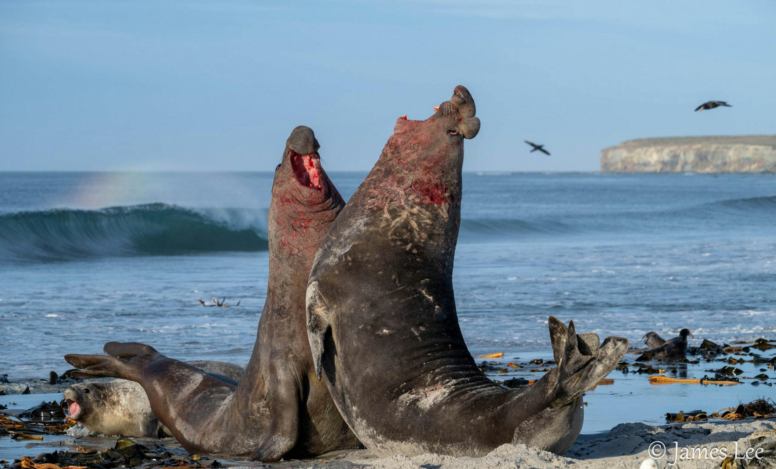 Sea Lion Island© James Lee - Cheesemans Ecology Safaris