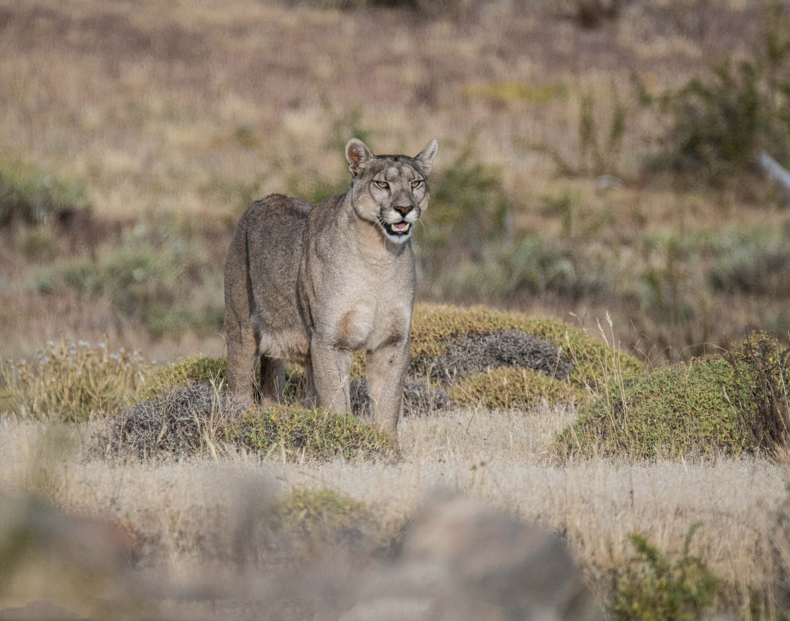 Cougar© Michael Peddecord - Cheesemans Ecology Safaris