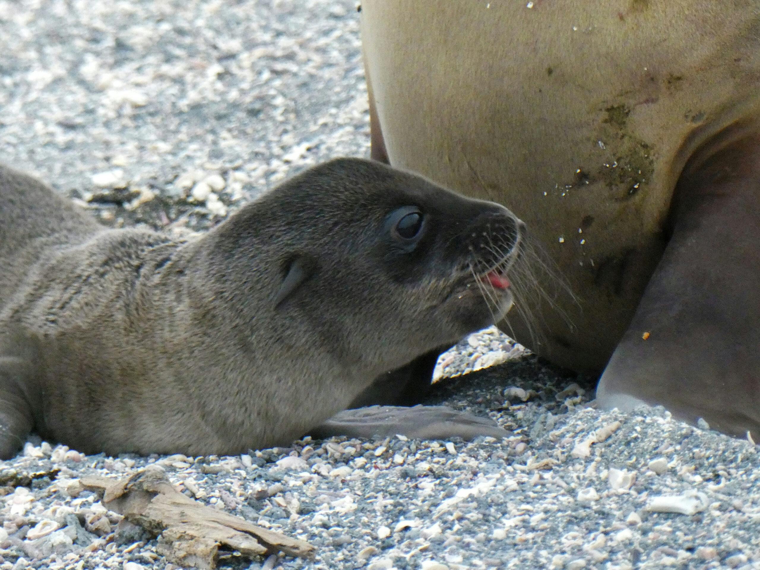 Galápagos Islands Jul 2027 Tour - Cheesemans Ecology Safaris
